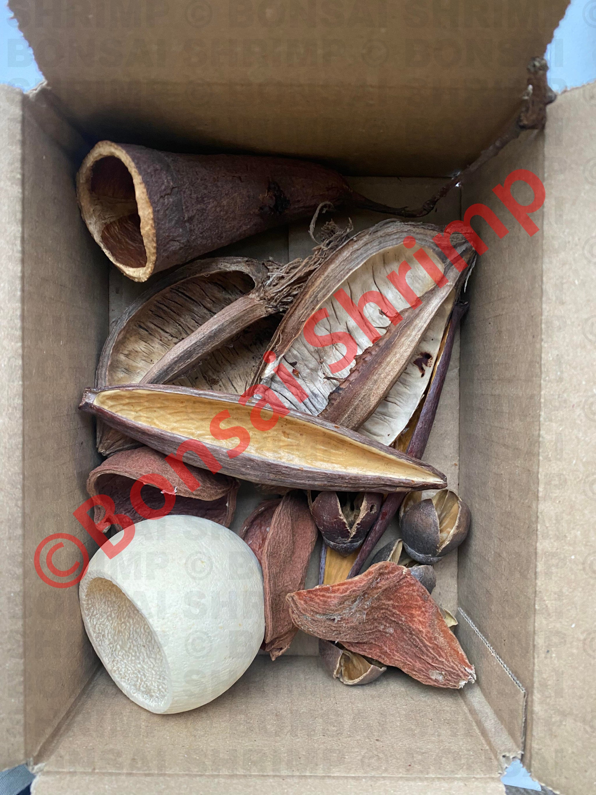 Natural Botanicals - Pod Box – Bonsai Shrimp